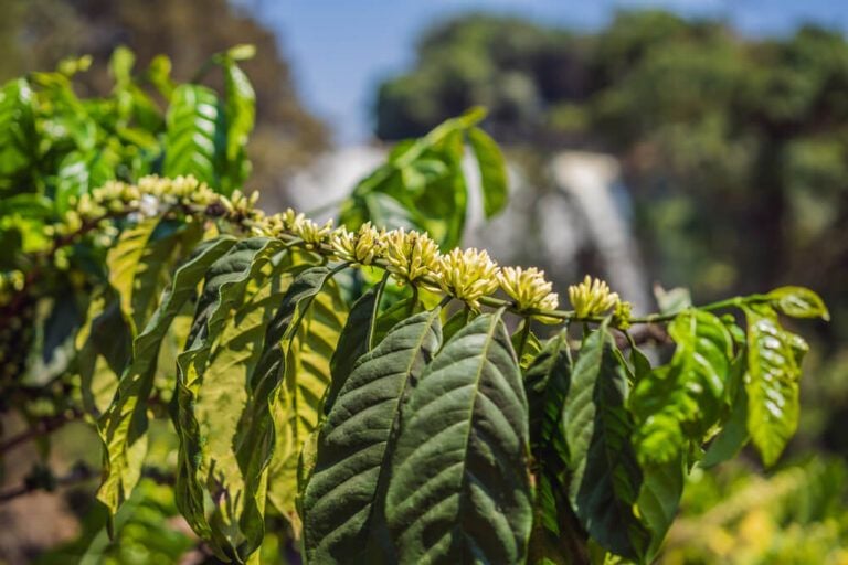 Incredible Kona Coffee Farms You Can Visit (2023) - Hawaii Travel Spot