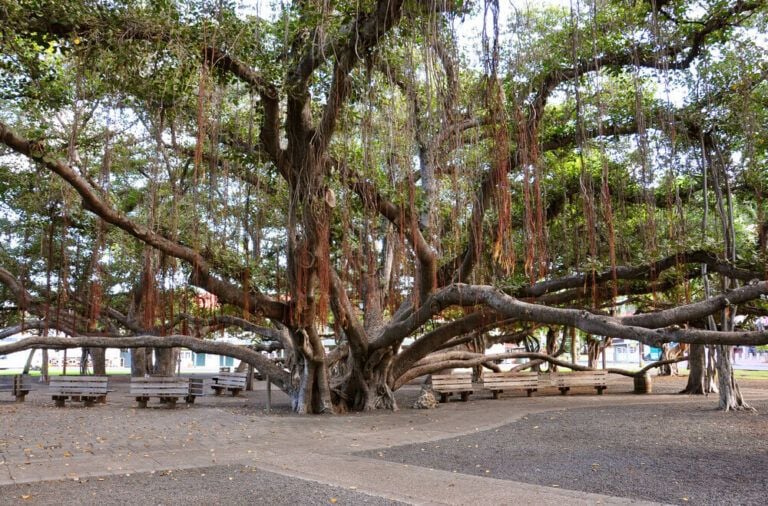13 Amazing Things to do in Lahaina Maui (2023) - Hawaii Travel Spot