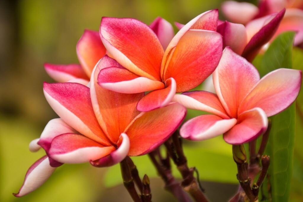 10 Prettiest Tropical Flowers From Hawaii - Hawaii Travel Spot